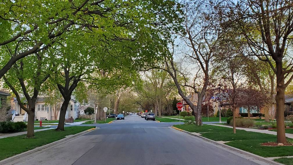 Berwyn Tree Canopy Initiative | Berwyn, Illinois