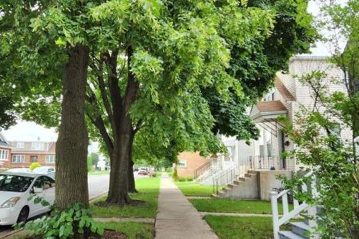 Berwyn Tree Canopy Initiative | Berwyn, Illinois