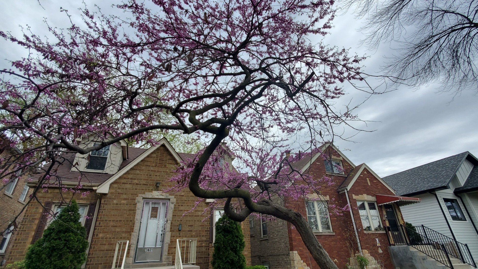 Berwyn Tree Canopy Initiative | Berwyn, Illinois