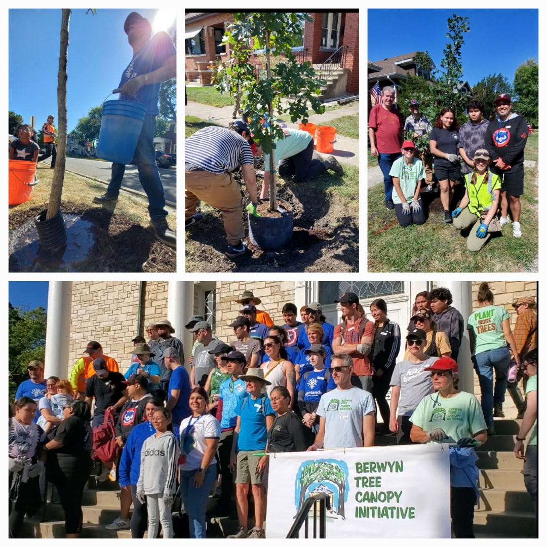 30 Trees in the Ground – Berwyn Tree Canopy Initiative | Berwyn, Illinois
